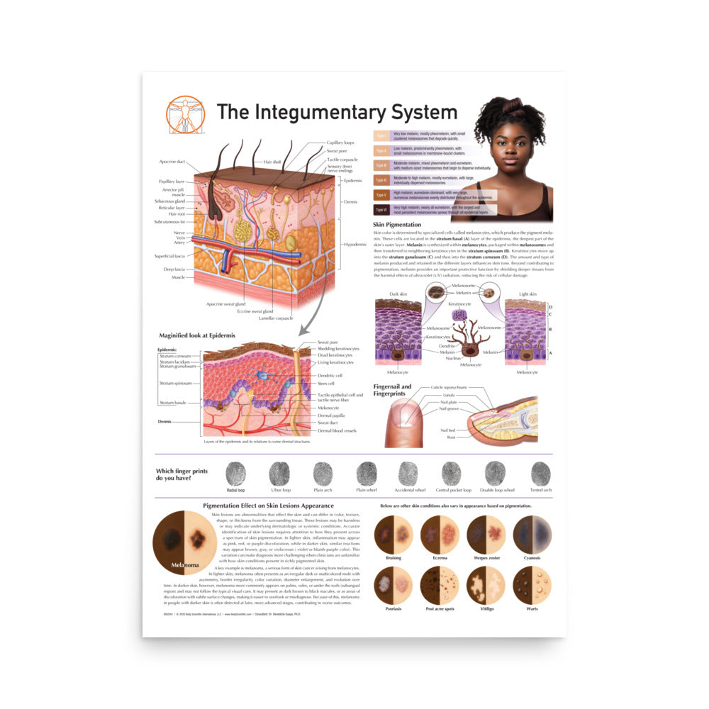 The Integumentary System – Body Scientific