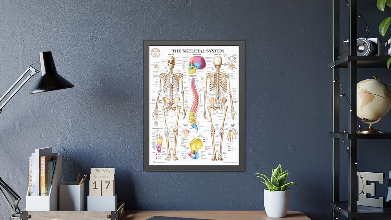 Framed Charts – Body Scientific