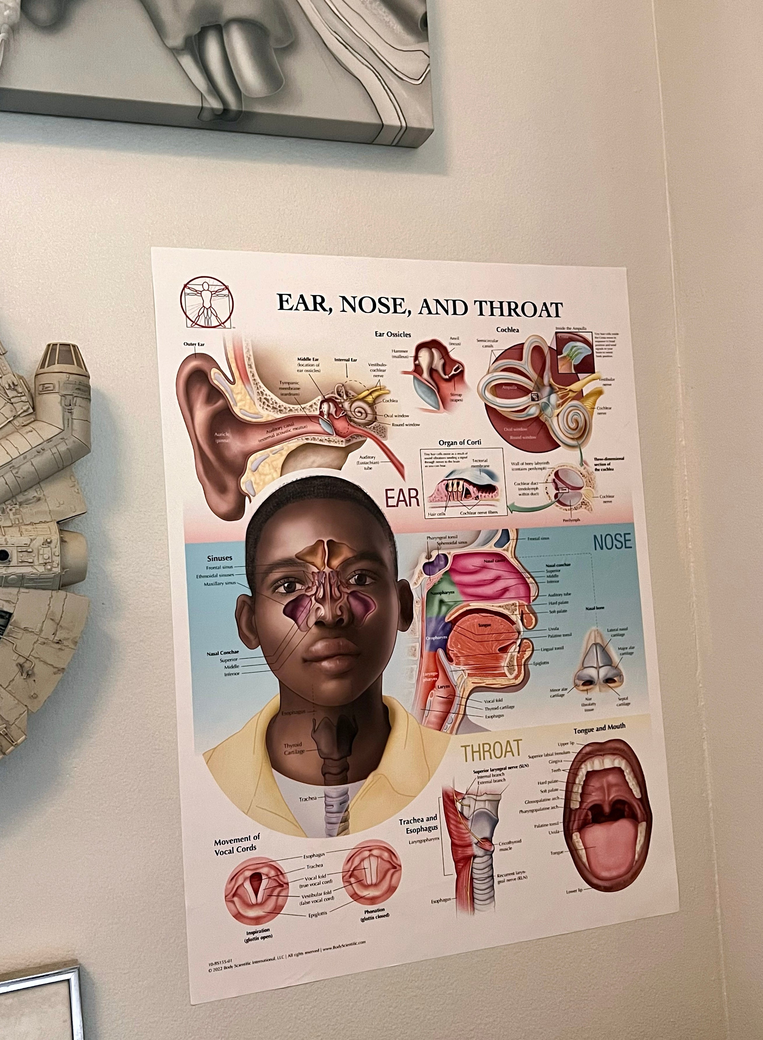 Decal Charts – Body Scientific