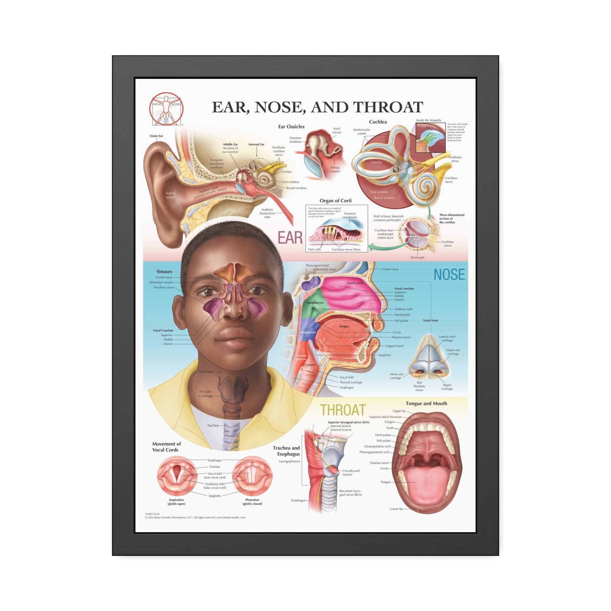 Framed Ear, Nose and Throat – Body Scientific