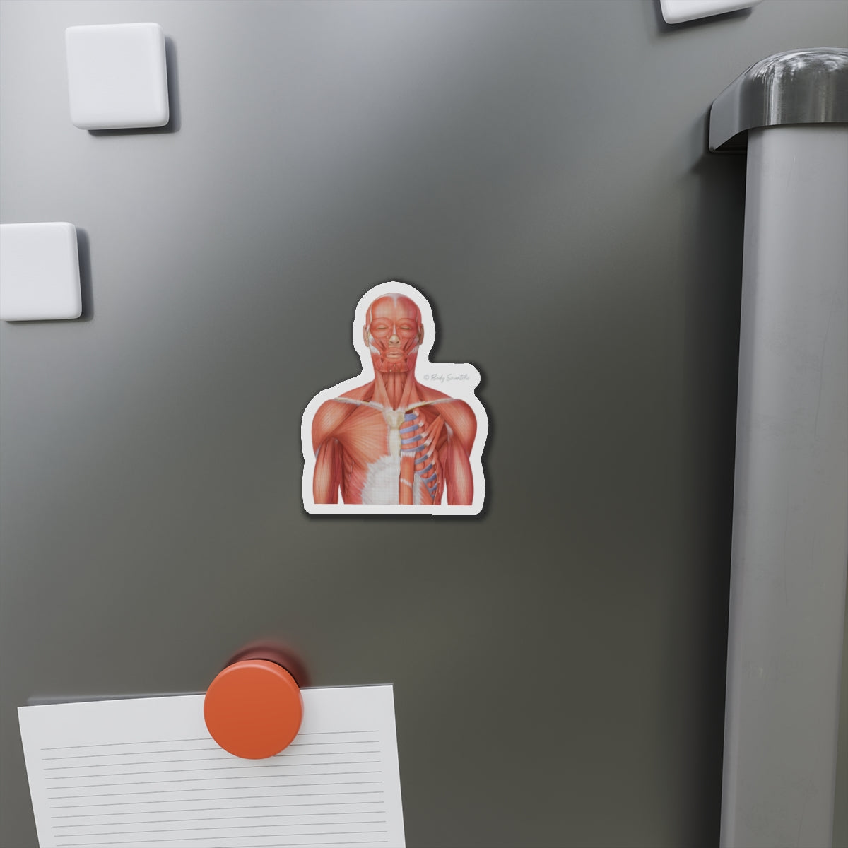Muscle - Diecut Magnet – Body Scientific