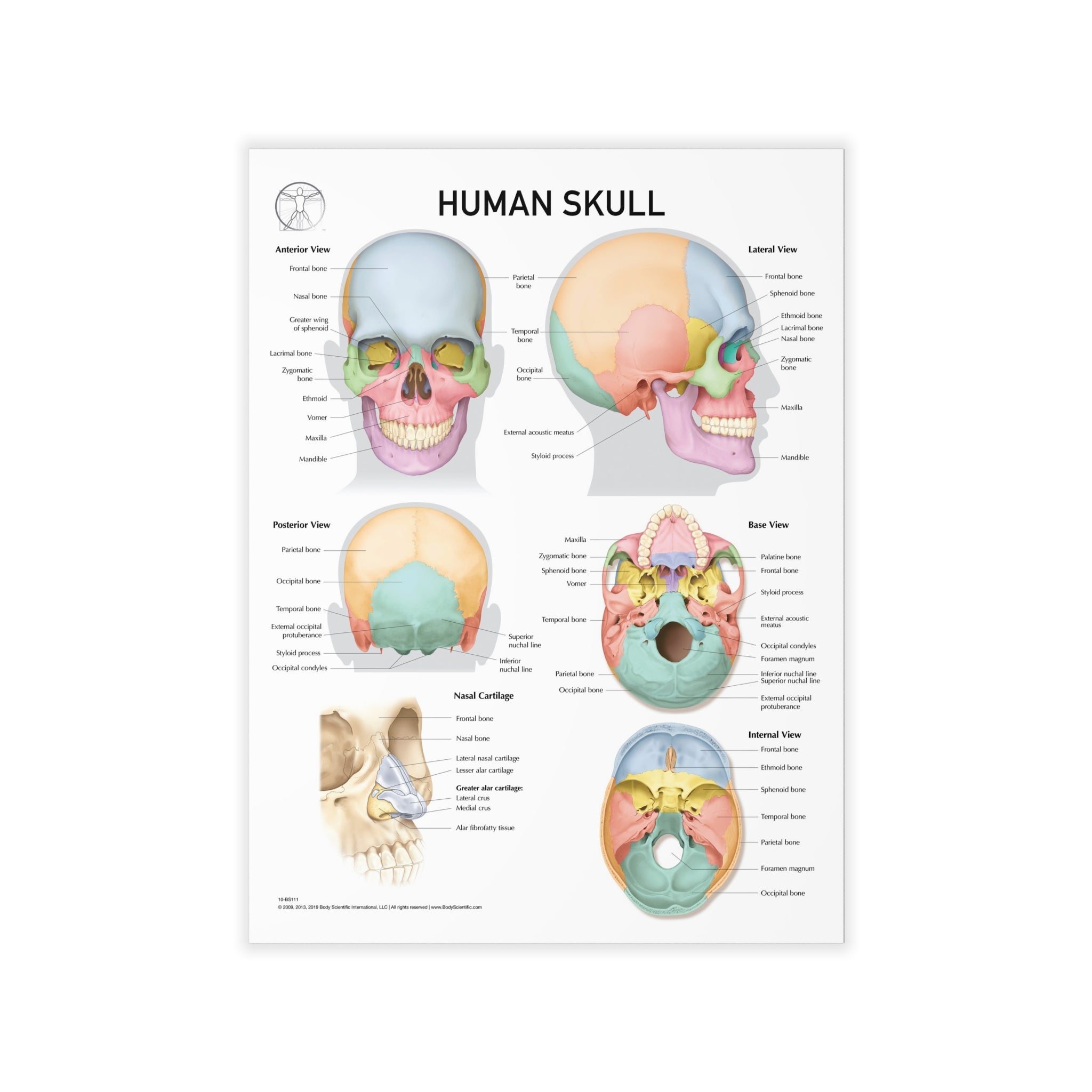Human Skull - Decal – Body Scientific