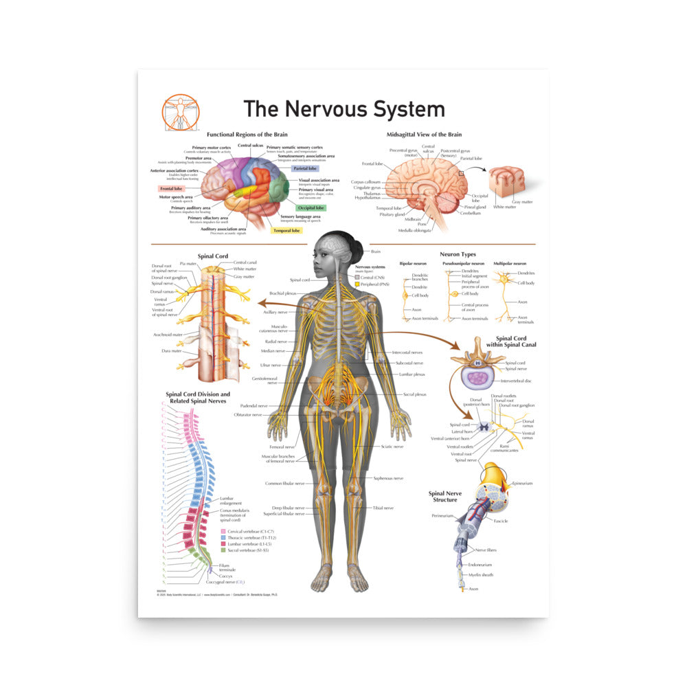 The Nervous System – Body Scientific