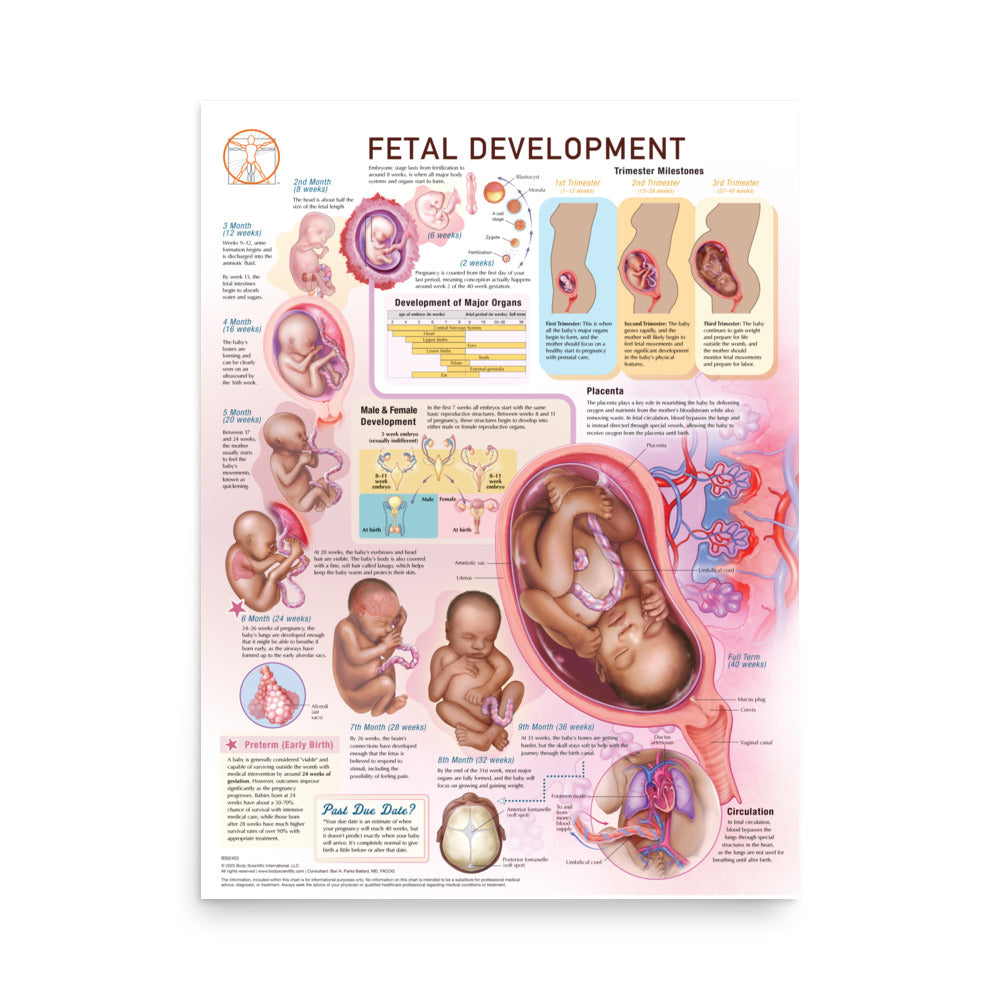 Fetal Development – Body Scientific