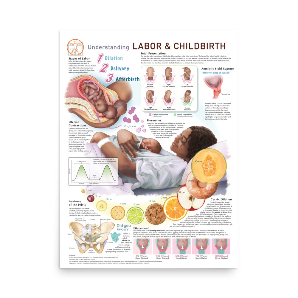 Understanding Labor & Childbirth – Body Scientific